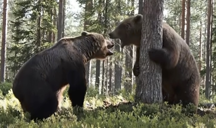 Tuomas kuvasi mielettömän videon: kaksi karhua ottaa yhteen Kuhmossa