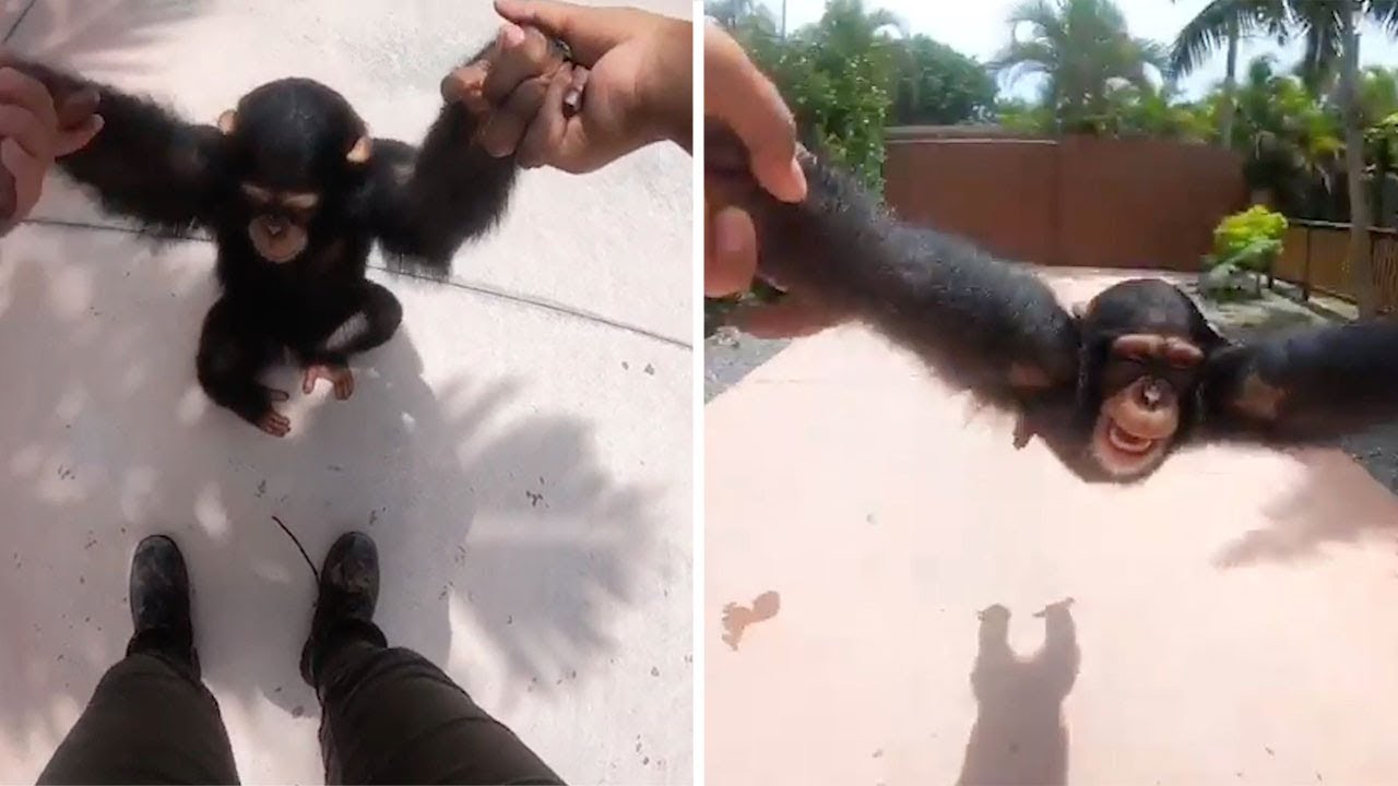 Simpanssi tykkää kun sitä pyöritetään - Hymy on herkässä!